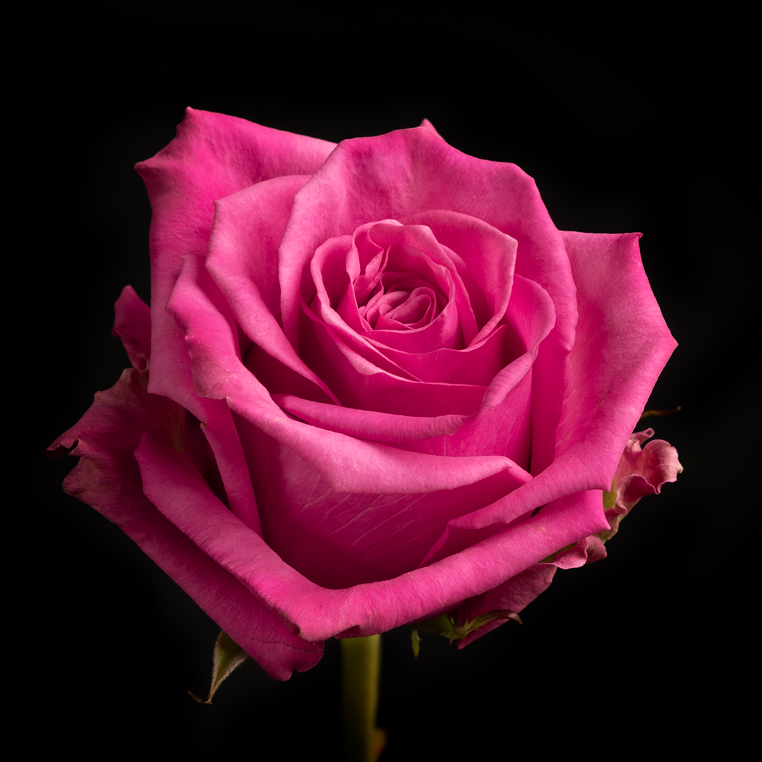 Cotton Candy Gala Flowers Cotton Candy Gala Flowers
