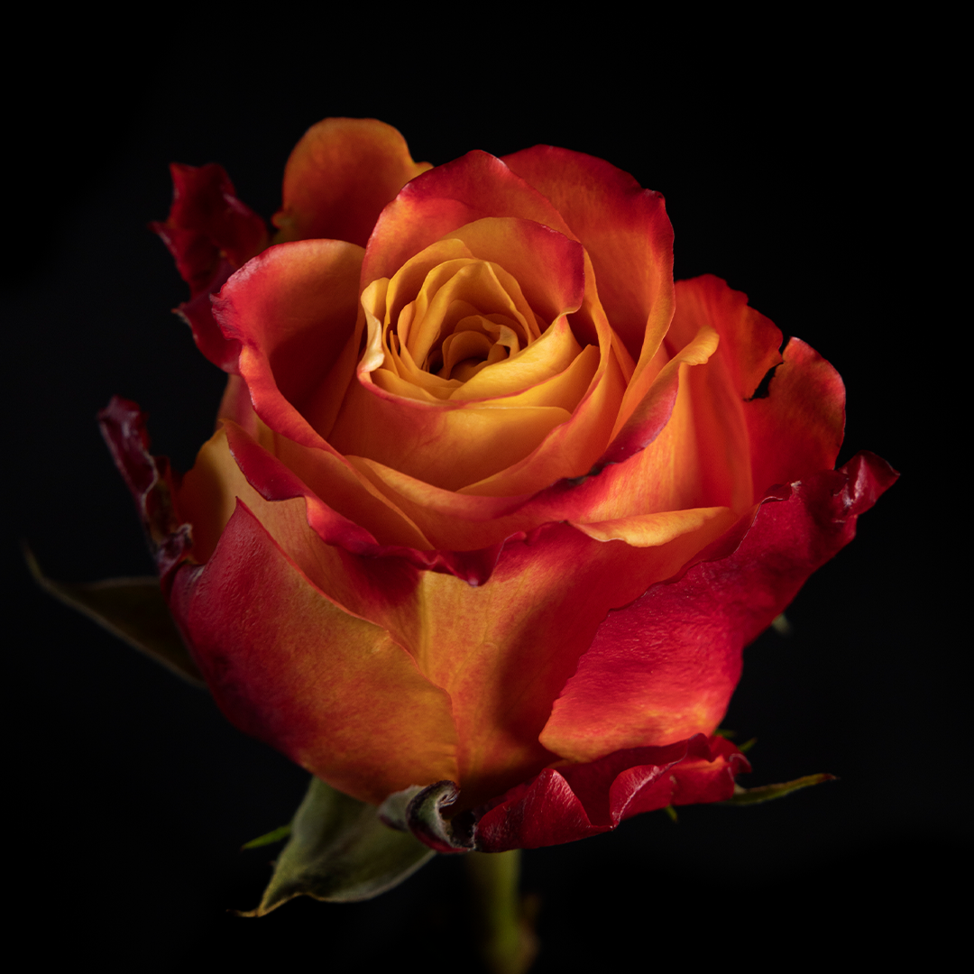 Atomic Gala Flowers Atomic Gala Flowers